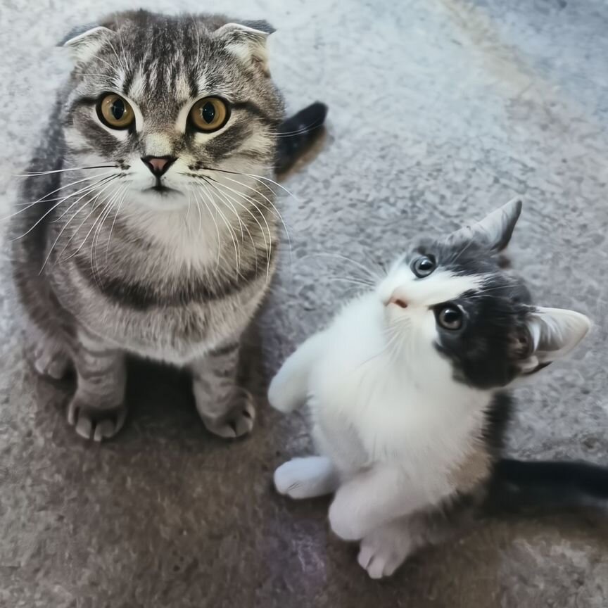 Шотландский вислоухий короткошёрстный котёнок