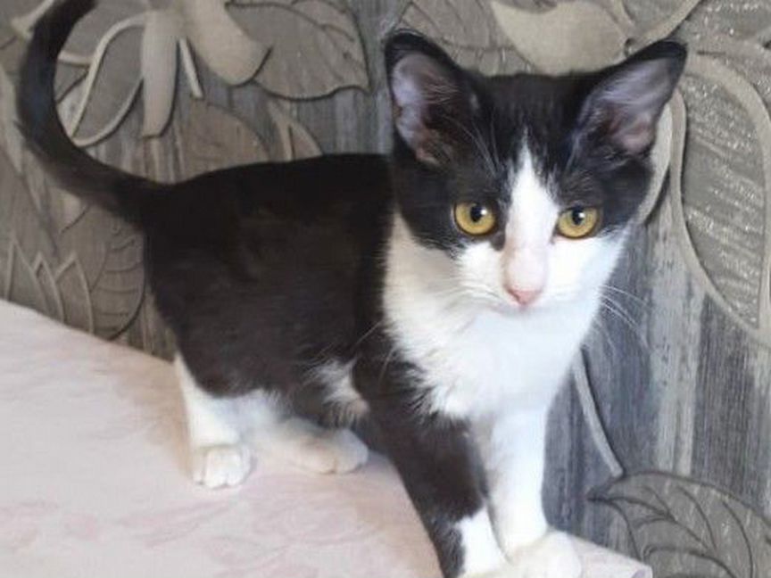 Котенок в добрые руки (мальчик)