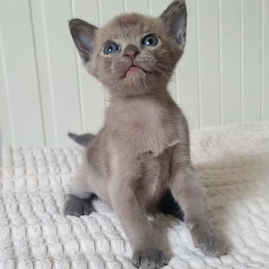 Американский бурманский котёнок