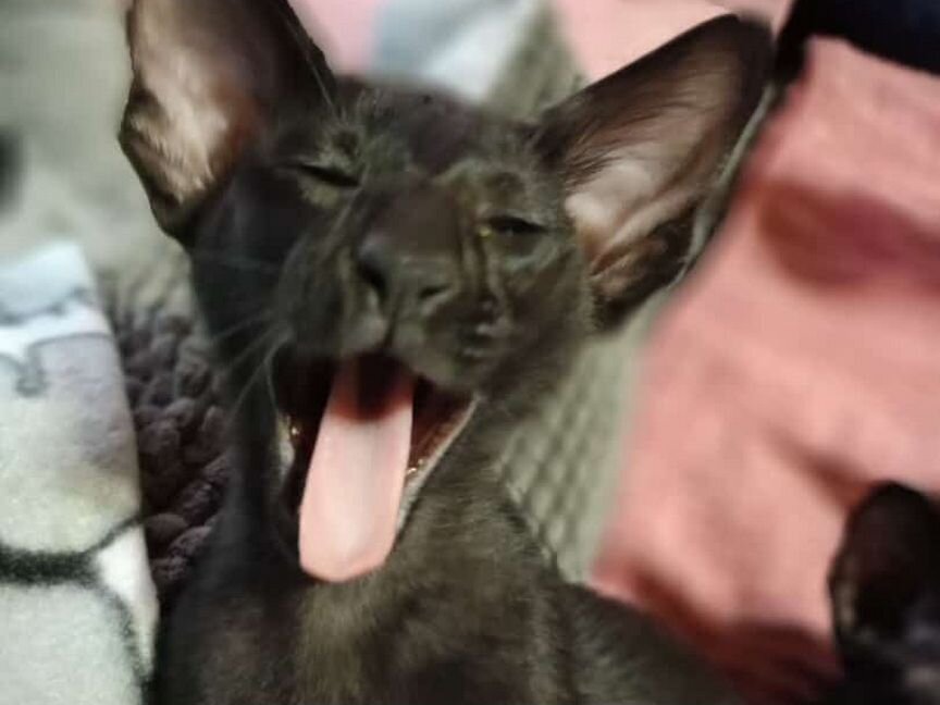 Ориентальная