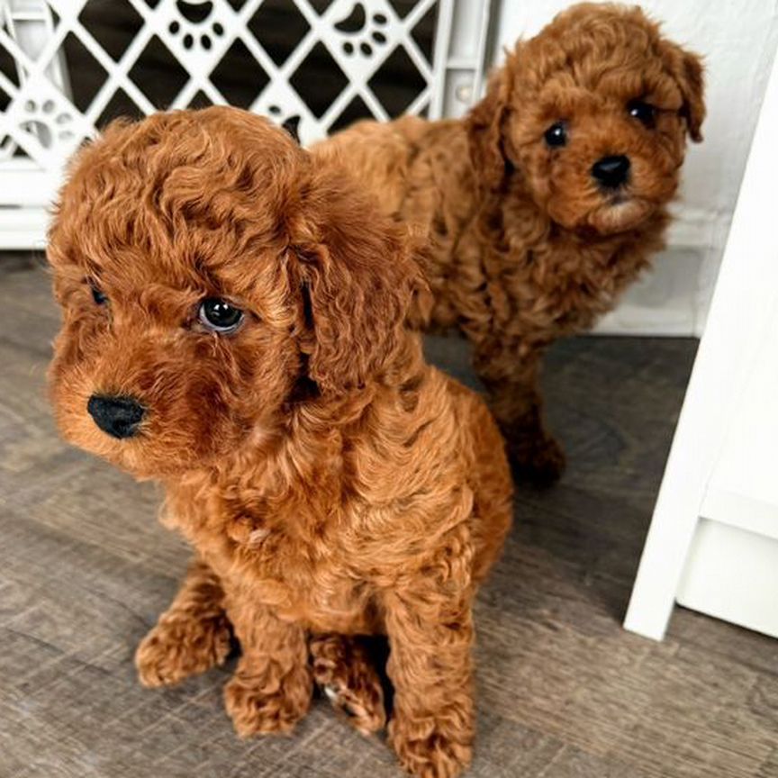 Той-пудель, щенок