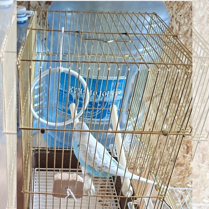 Попугай