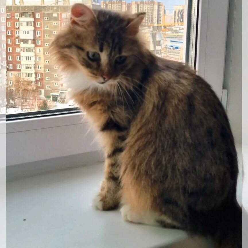 Взрослая, кошка в добрые руки