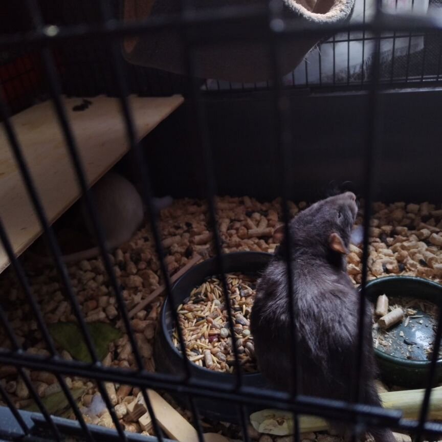 Клетка с крысами