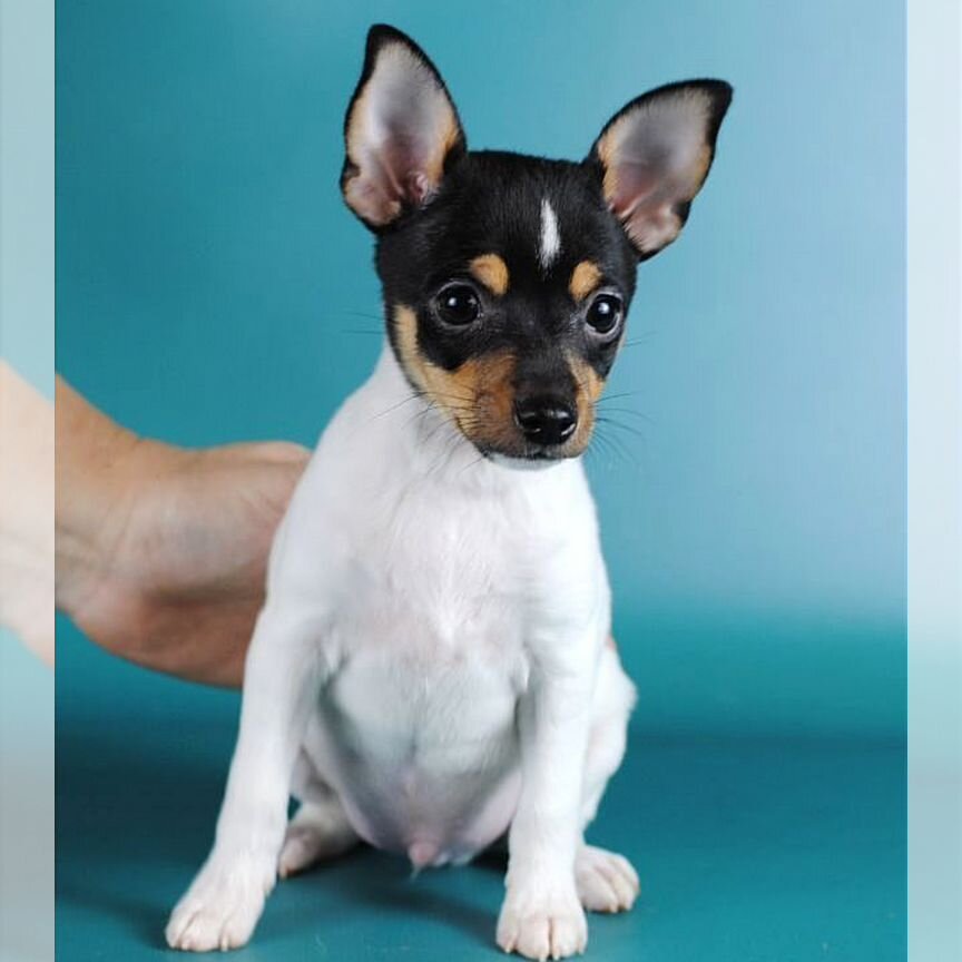 Русский той-терьер, щенок