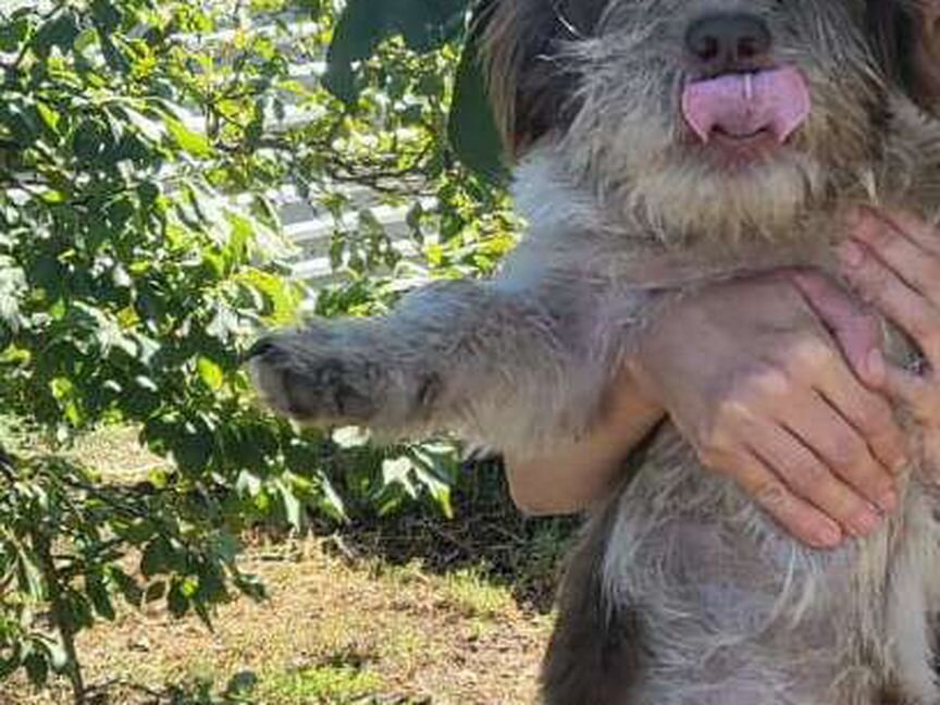 Отличный пёс Кекс добрые руки