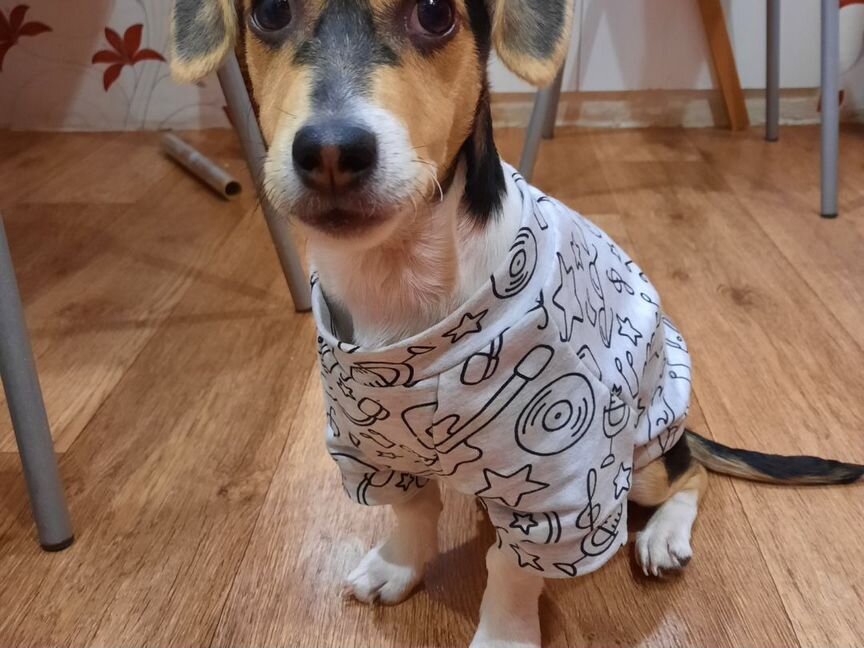 Вязка джек Рассел терьер