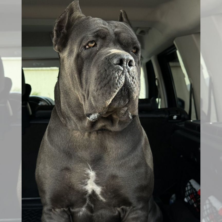 Кане-корсо, вязка