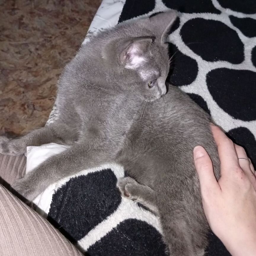Русский голубой котёнок
