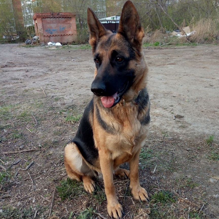 Немецкая овчарка, щенок