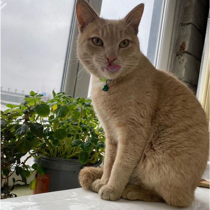 Кошки в добрые руки