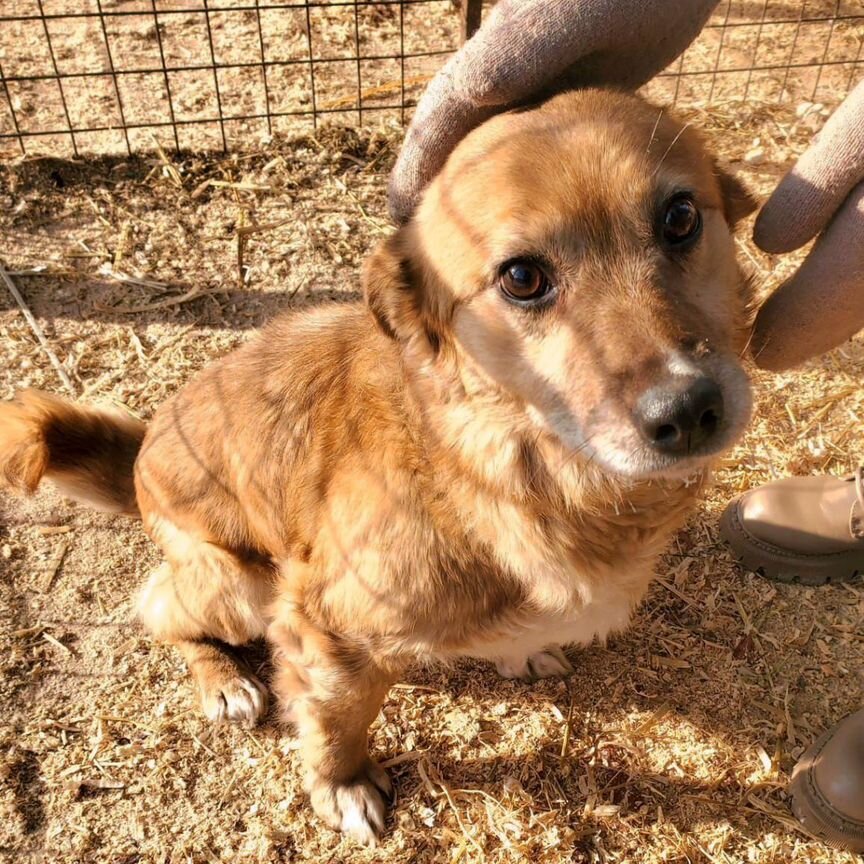 Небольшая собака в добрые руки