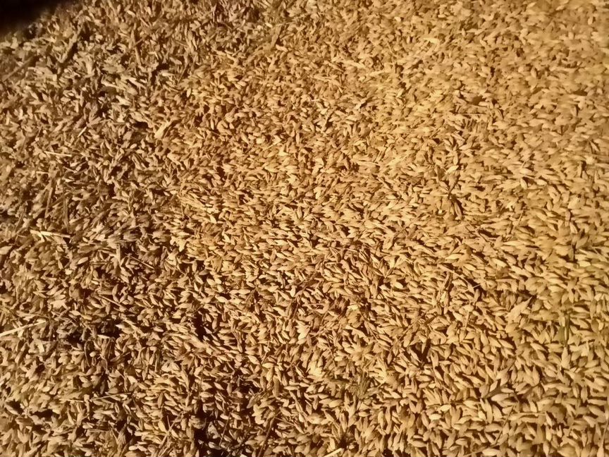 Ячмень, овес