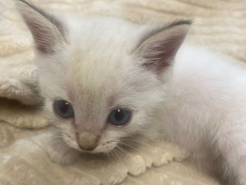 Котята сиамские кошечки