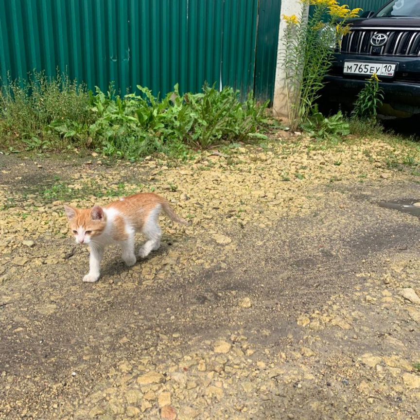 Котята в добрые руки