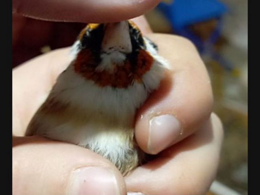 Щегол белобородый