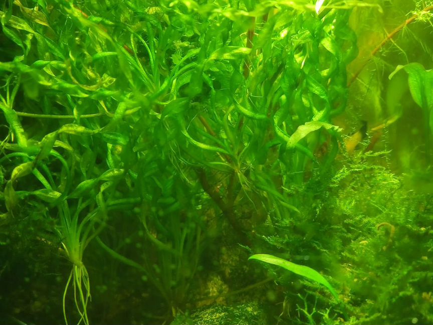 Аквариумные растения