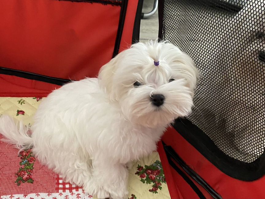 Мальчик мальтезе с документами РКФ