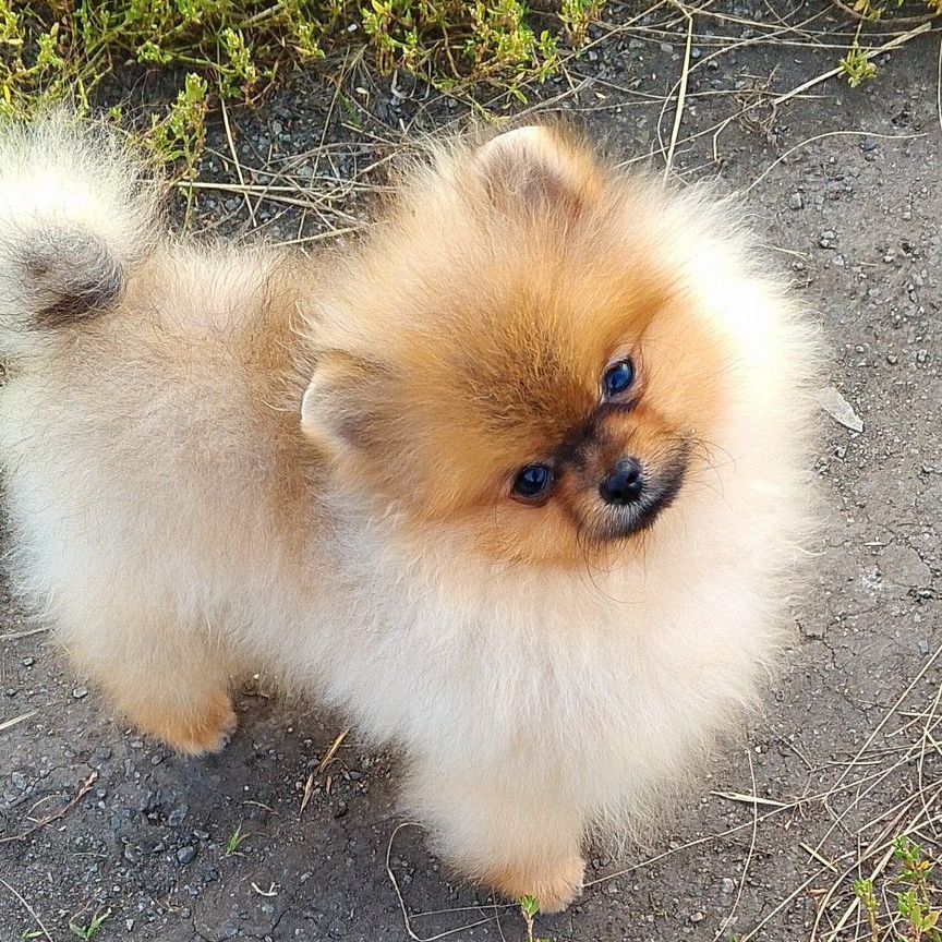 Мальчишка - пом для любви и обожания