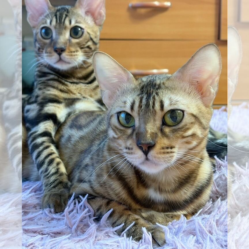 Бенгальская, взрослая кошка