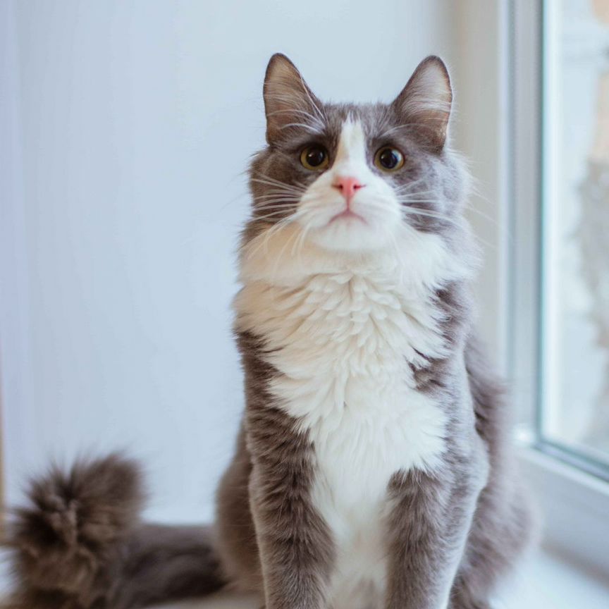 Котёнок Купер в добрые руки