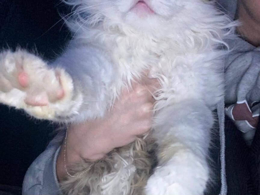 Красивые котики и кошечки ищут дом