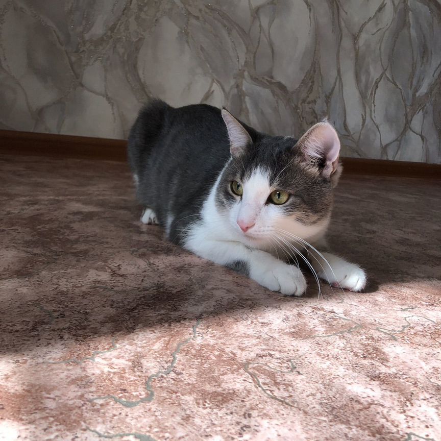 Отдам кота в добрые руки