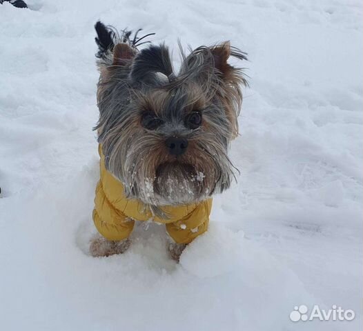 Йоркширский терьер вязка