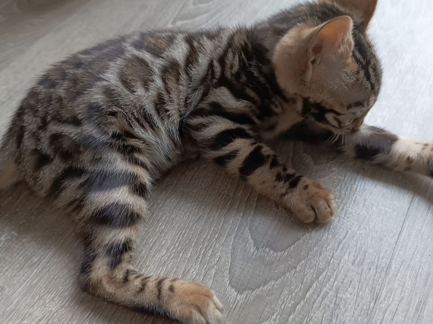 Бенгальская кошечка