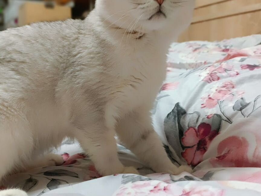 Британские котята