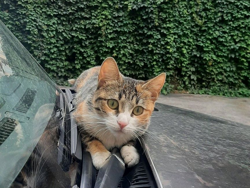 Котёнок - подросток: я ищу дом, хочу в добрые руки