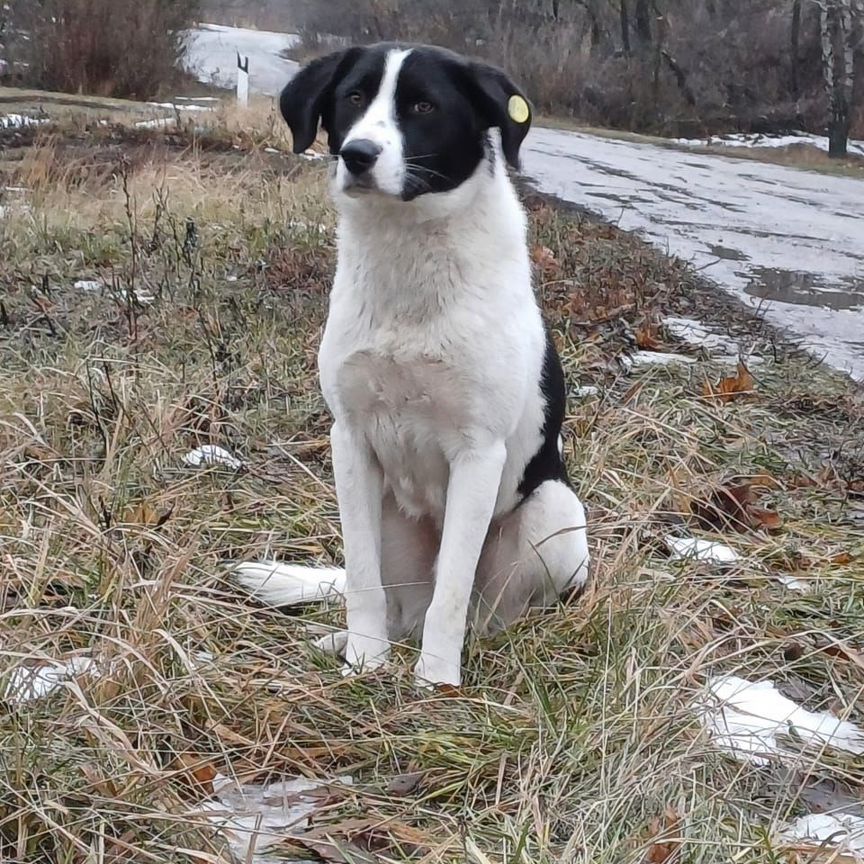 Пес в добрые руки