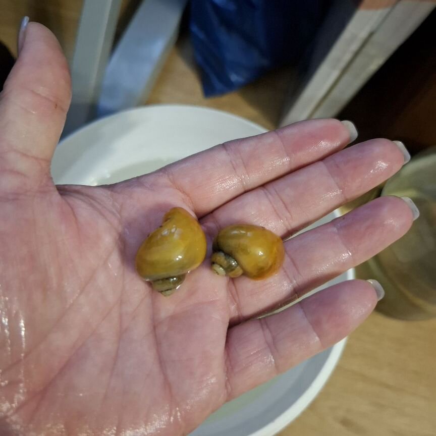 Улитки ампулярии