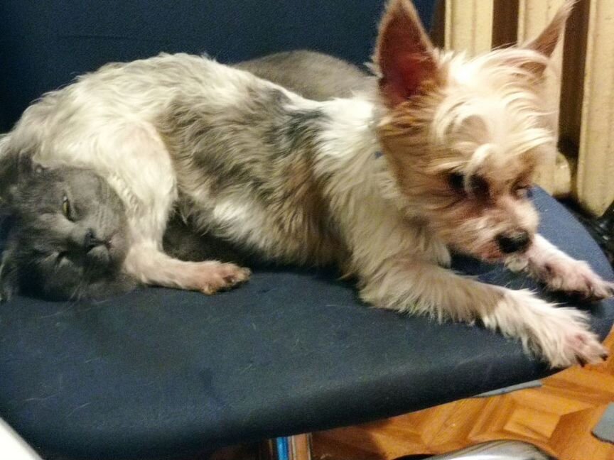 Маленькая собака