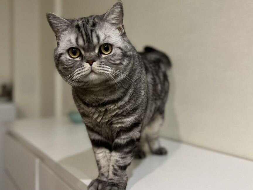 Кот ищет нового хозяина