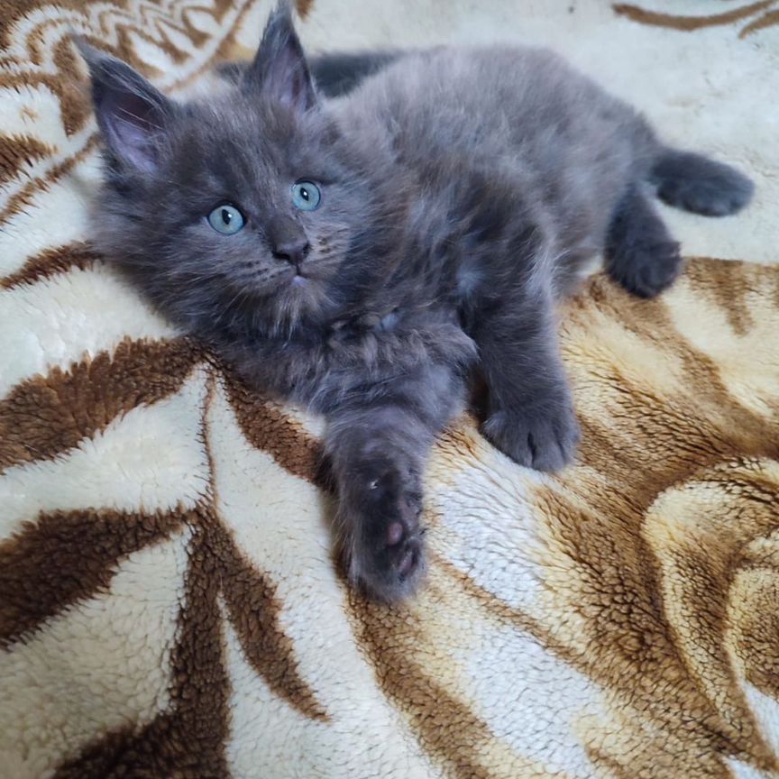 Котята мейн-кун
