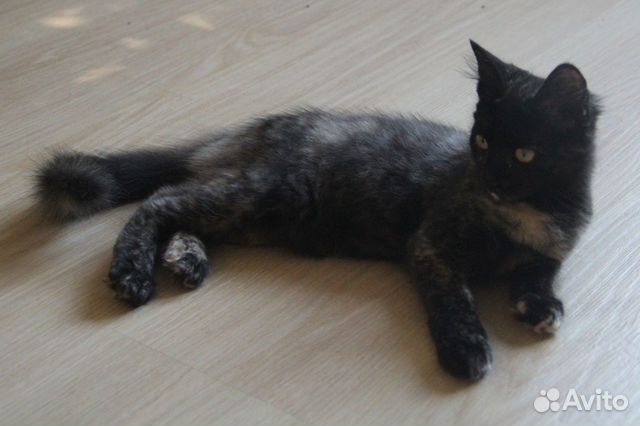 Котенок Черепашка