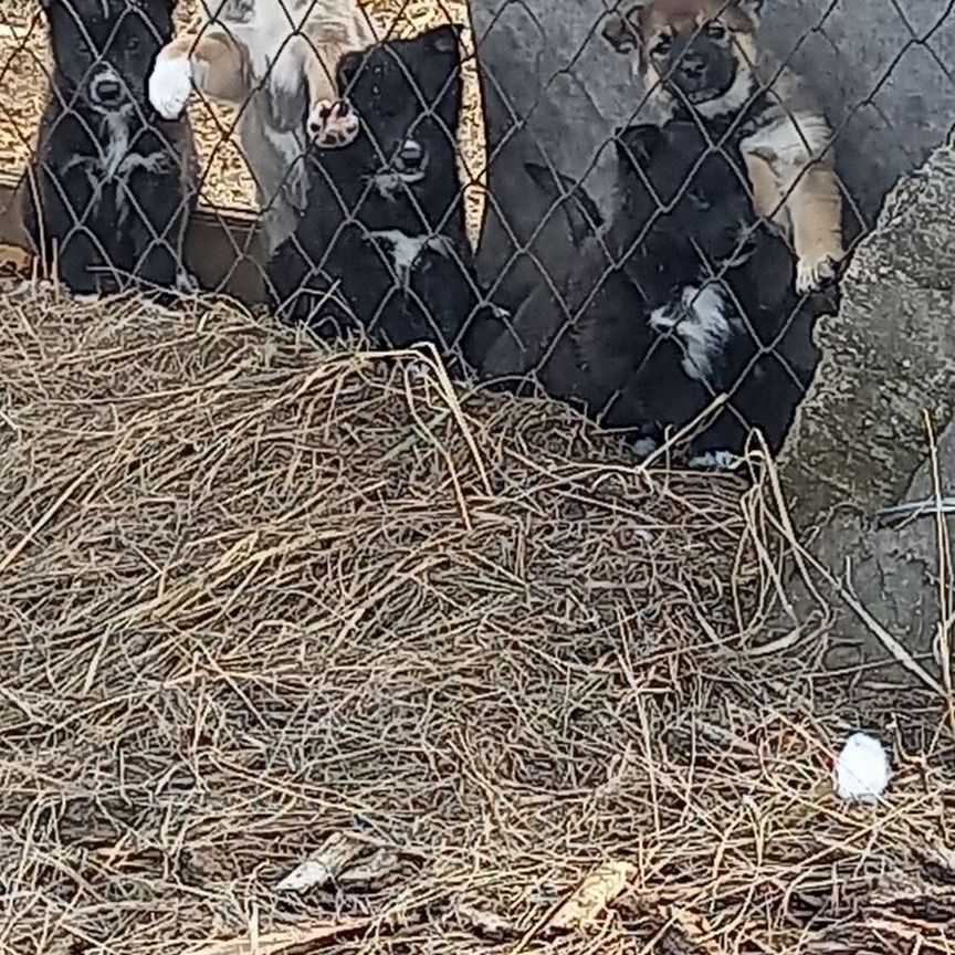 Щенок в добрые руки бесплатно