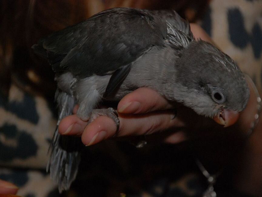 Калита Монах серый