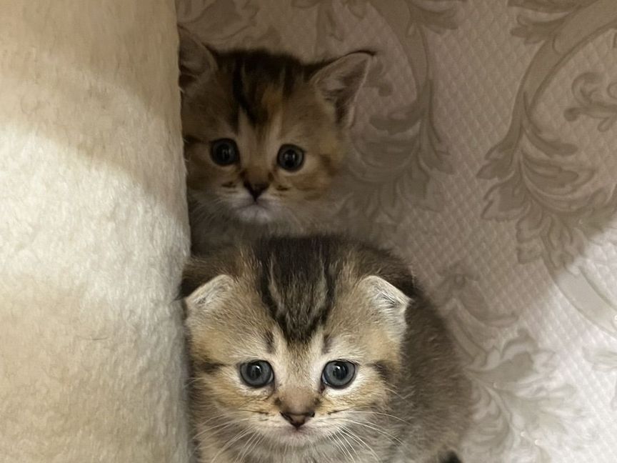 Шотландские котята
