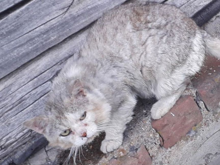 Котику у которого умер хозяин