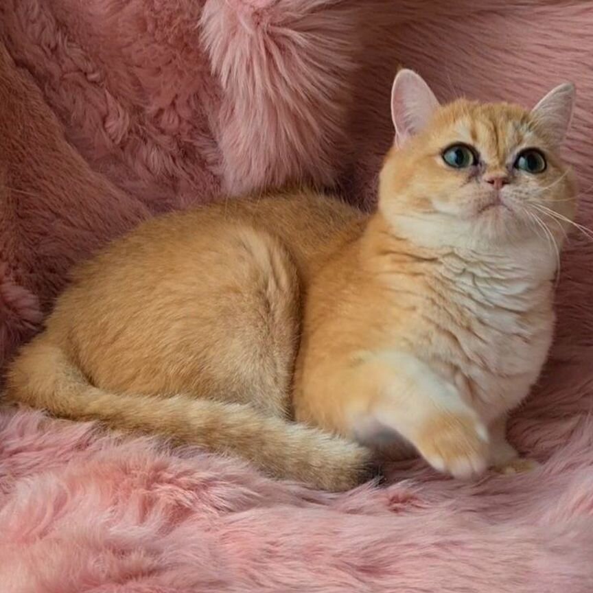 Котята золотая шиншилла