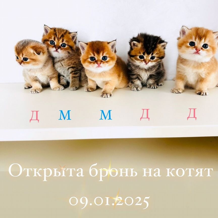 Котята золотая шиншилла