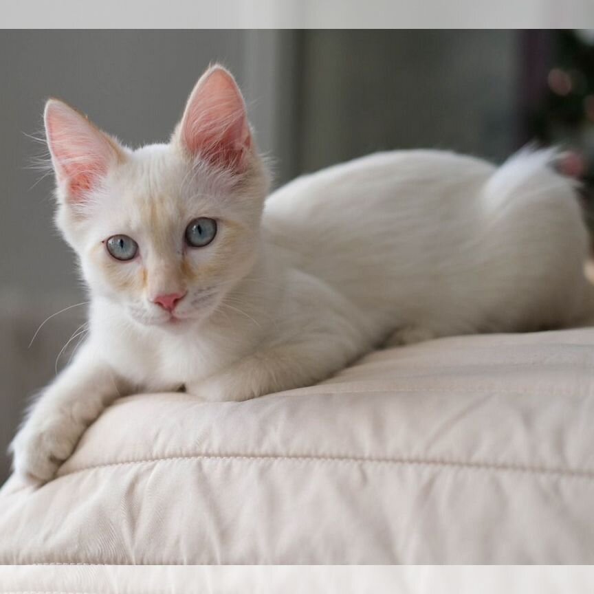 Котик Пинки