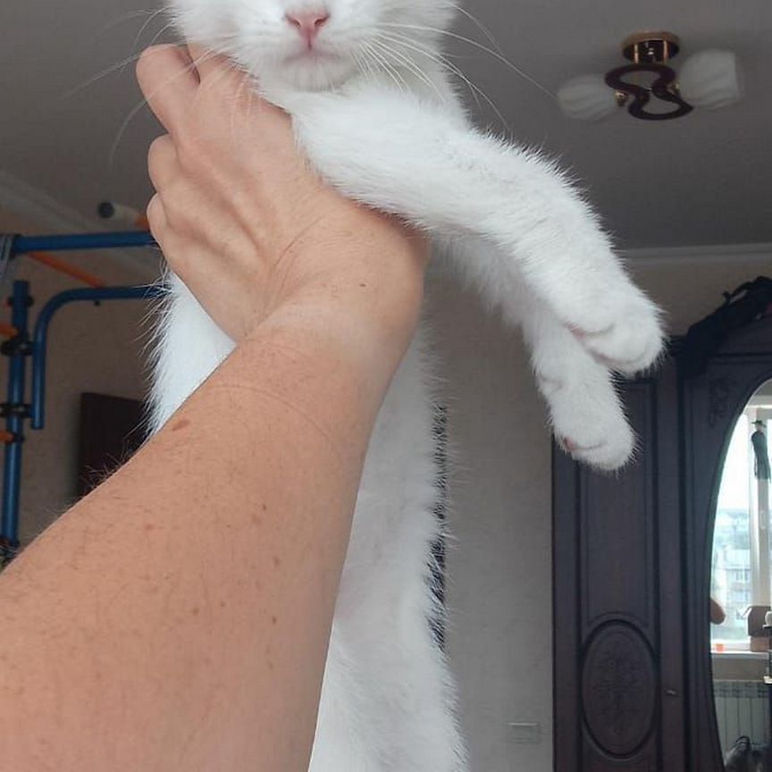 Блондин с голубыми глазами ищет дом