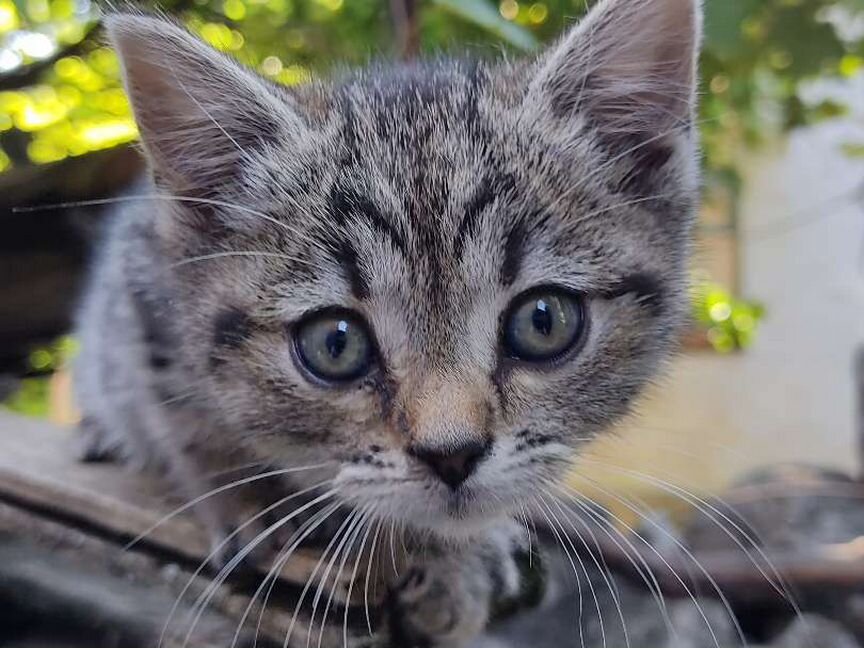 Дворяне Котята