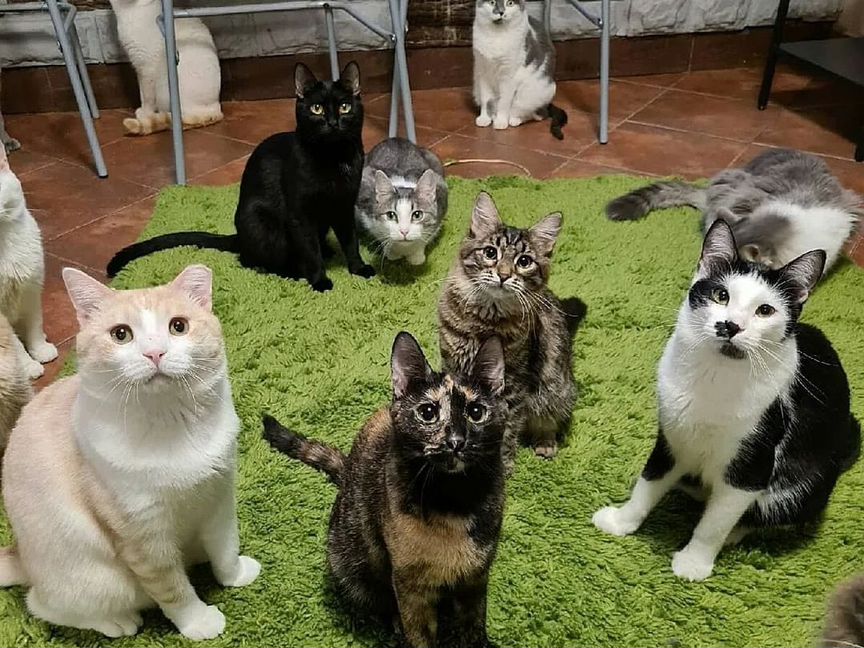 Много котят и котиков, все хотят домой