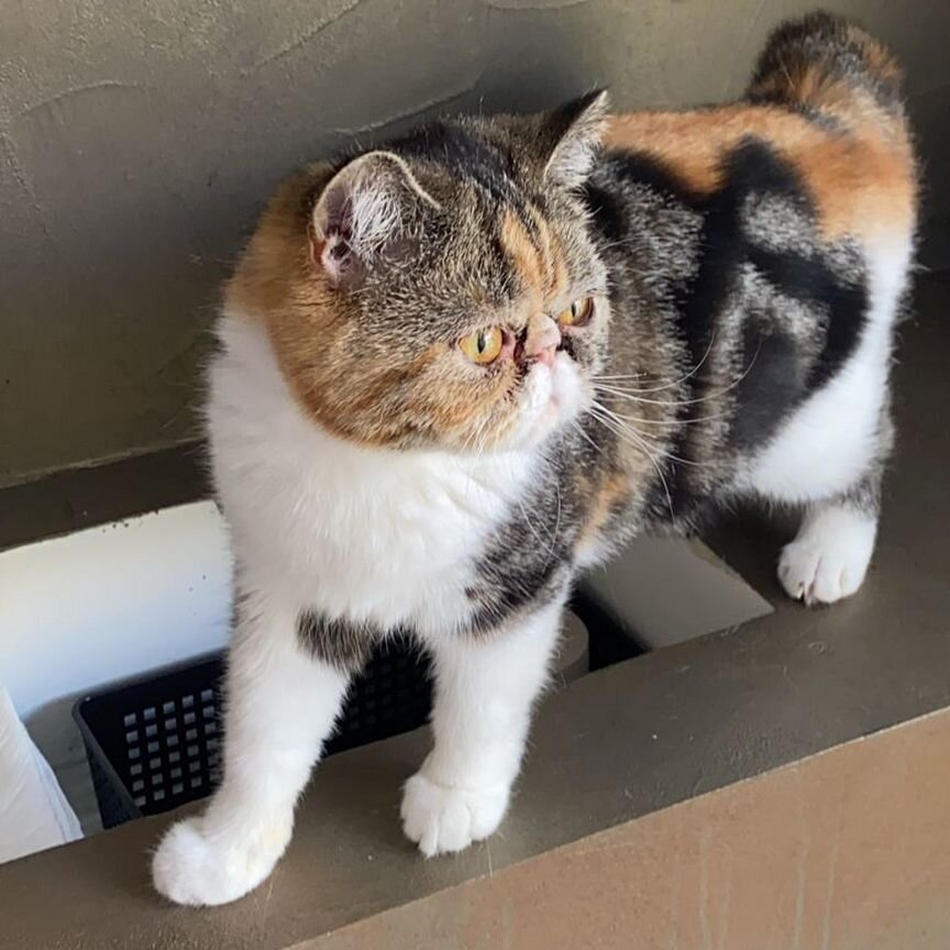 Экзотическая короткошёрстная, взрослая кошка