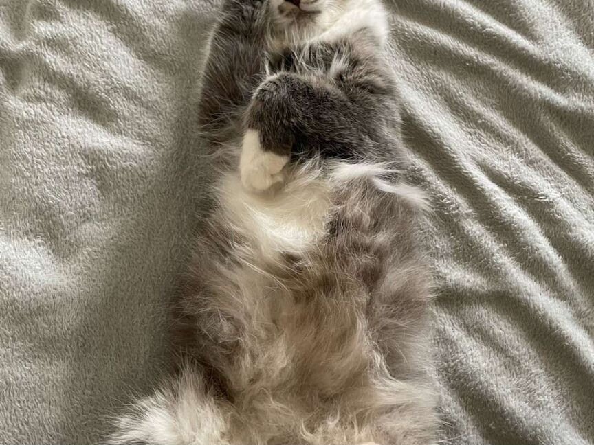 Котик в добрые руки