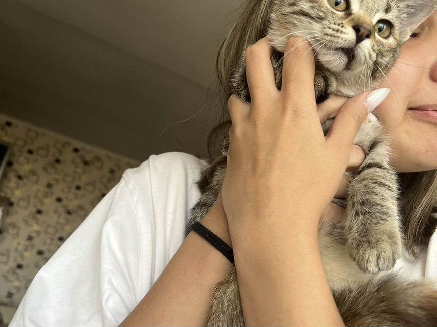 Котенок симба